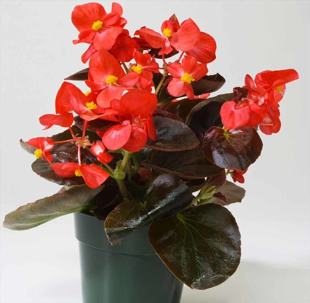 Bégonia Senator feuilles rouges – Les Serres des Champs Galottes