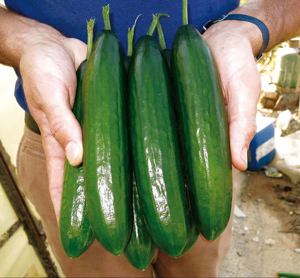 Concombre Crockdelis – Les Serres des Champs Galottes