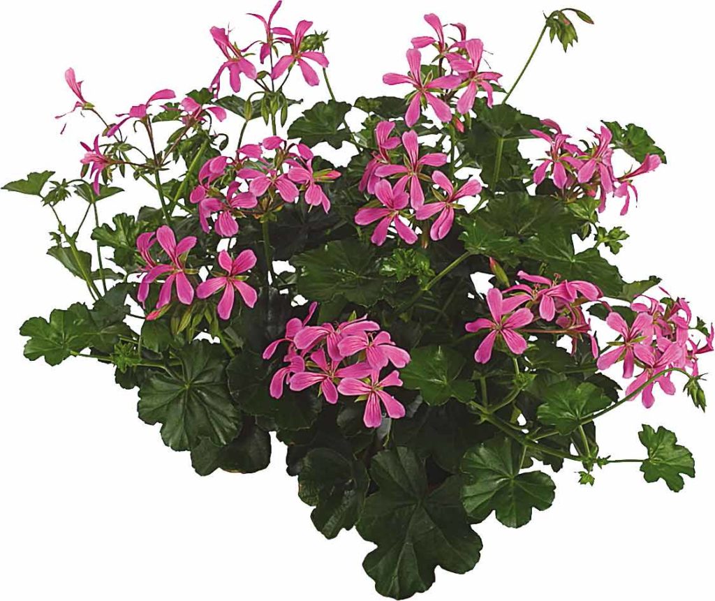 Géranium Balcon – Les Serres des Champs Galottes