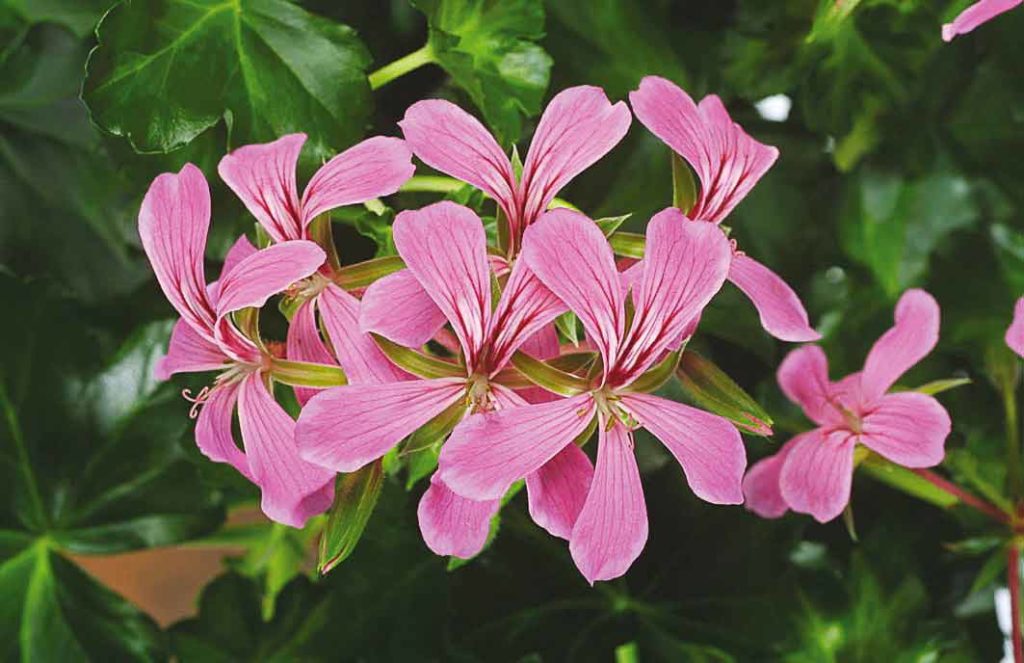 Géranium Décora – Les Serres des Champs Galottes