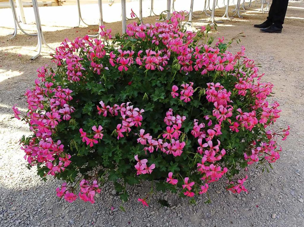 Géranium Décora – Les Serres des Champs Galottes