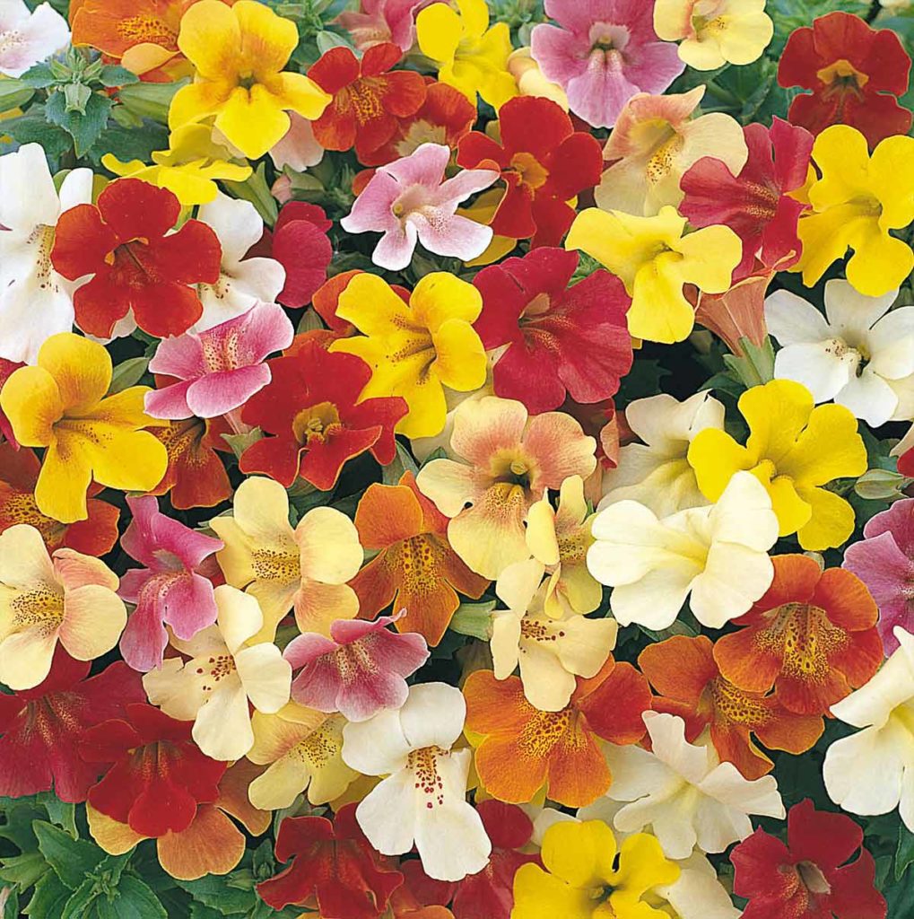 Mimulus magic – Les Serres des Champs Galottes