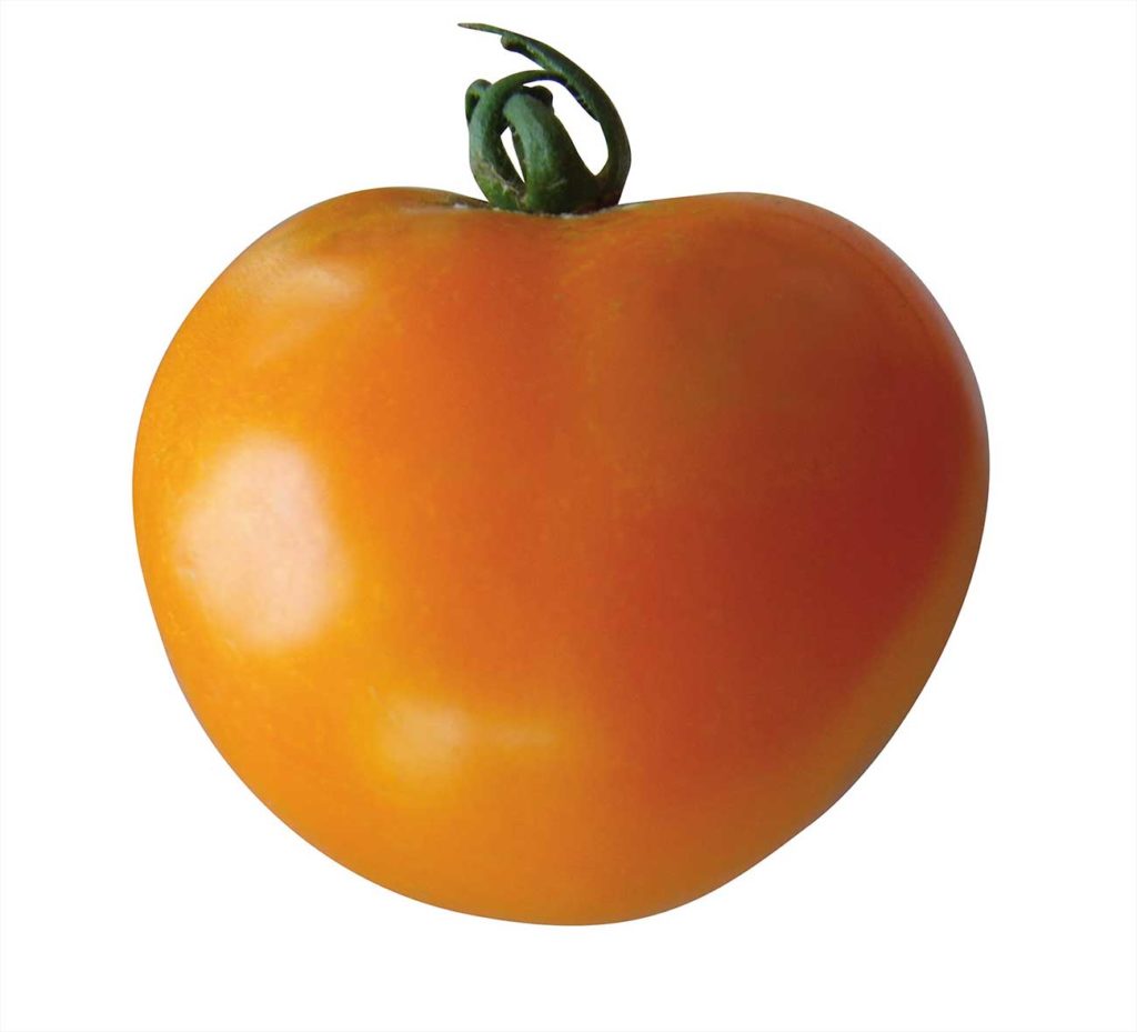 Tomate Orange queen – Les Serres des Champs Galottes