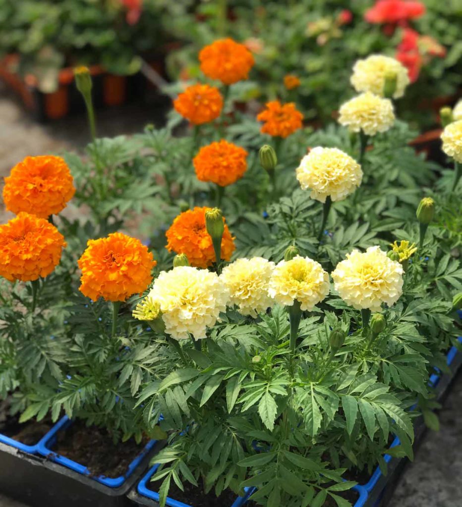 Rose d’Inde – Les Serres des Champs Galottes